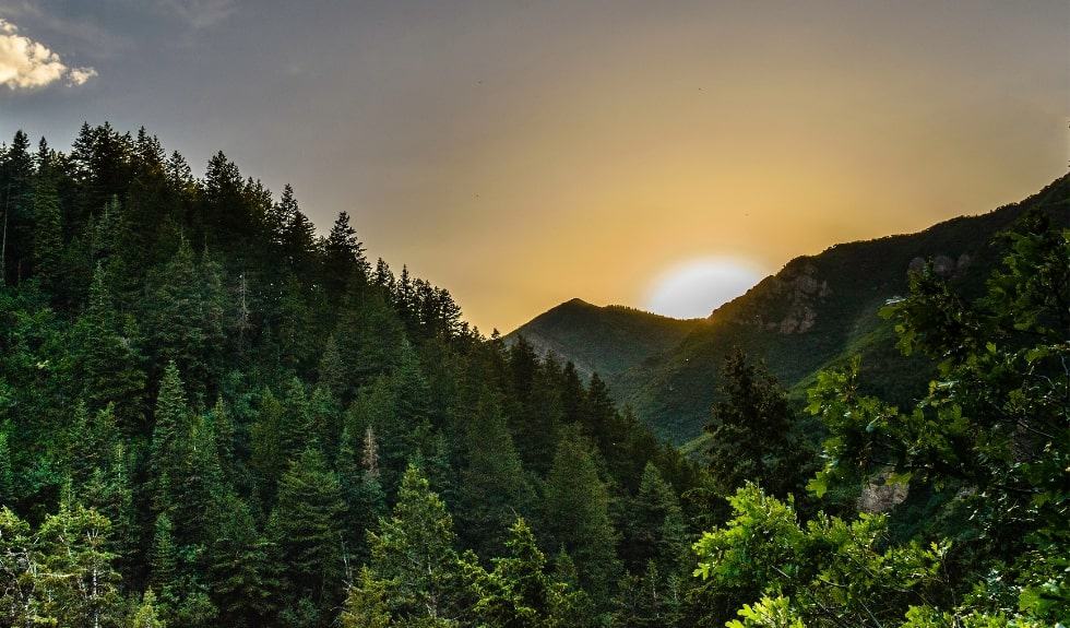 Why forestry is key in the transition to a sustainable future - INFLOR®