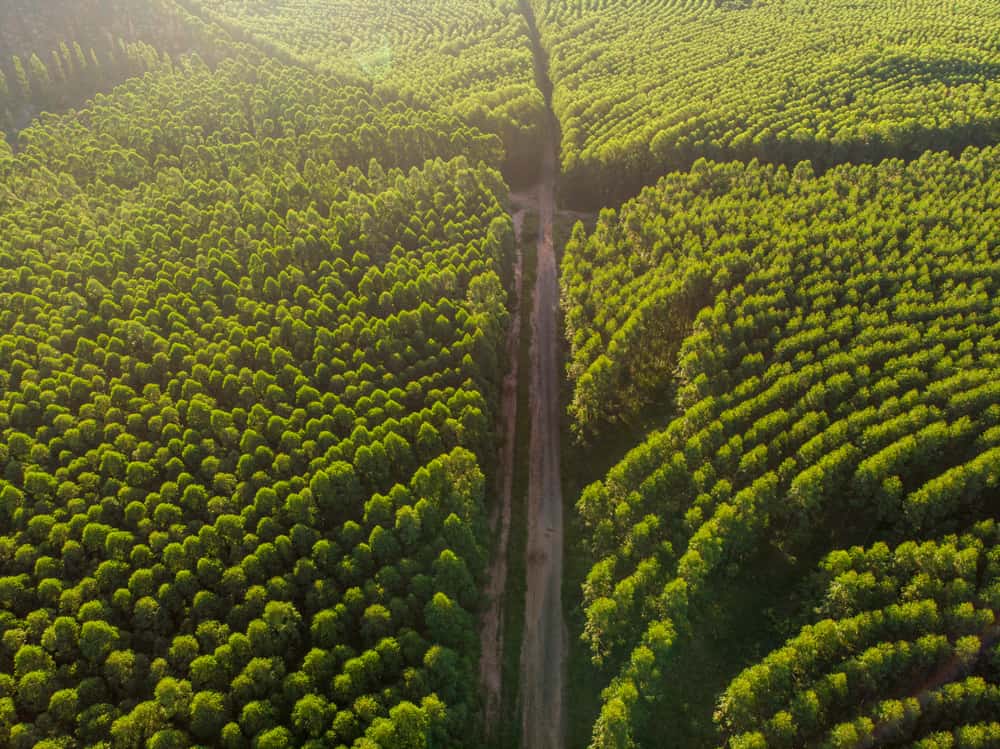 Gestão florestal na INFLOR: empresa é referência mundial